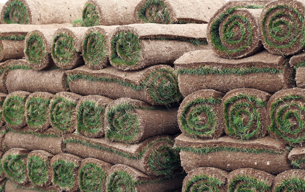 MIGHTY109 Plus Fescue Bluegrass Blend Sod 90/10 - California Delivery