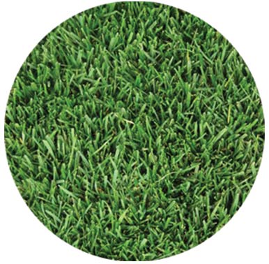 Delta Bluegrass Co. 100% Bluegrass, Premium Bluegrass Blend Sod (SF Ba