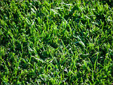 Greenfield's Enduro Dwarf Tall Fescue 90/10 (Monterey and SF Bay Area